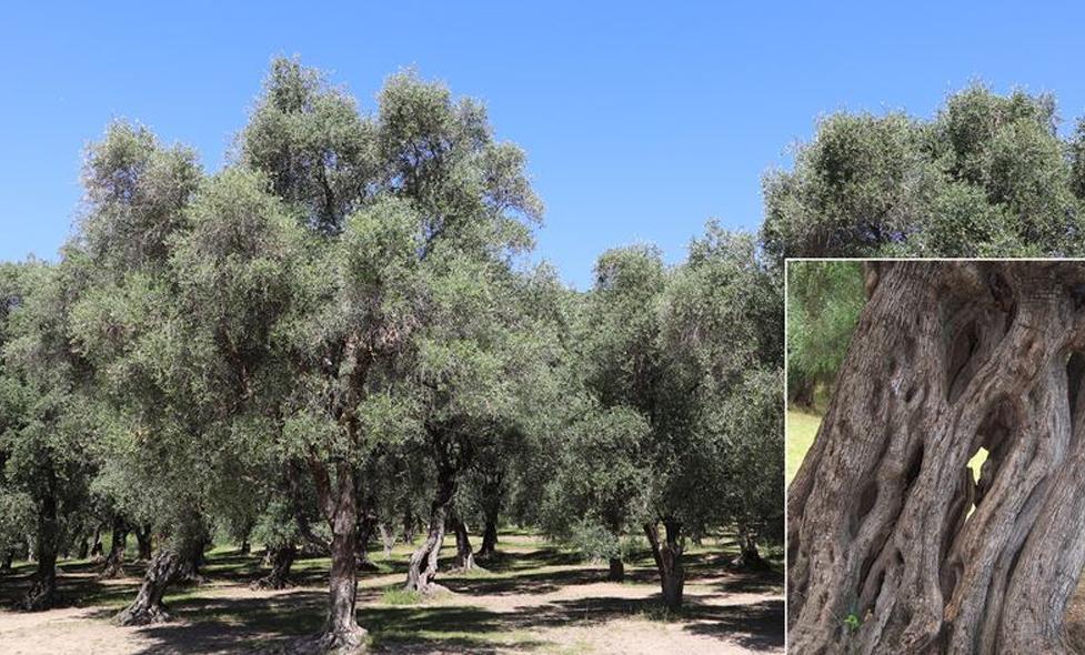 Parc du Cap Martin | Département des Alpes-Maritimes