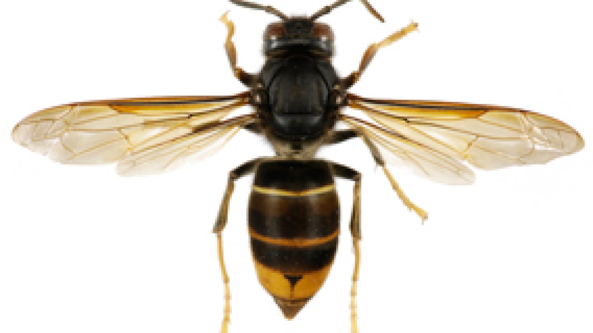 Lutte contre le frelon asiatique | Département des Alpes-Maritimes